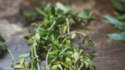 Choddo Shak Recipe with Video Debjanir Rannaghar