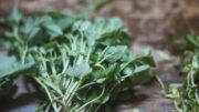 Choddo Shak Recipe with Video Debjanir Rannaghar