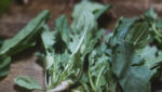 Choddo Shak Recipe with Video Debjanir Rannaghar